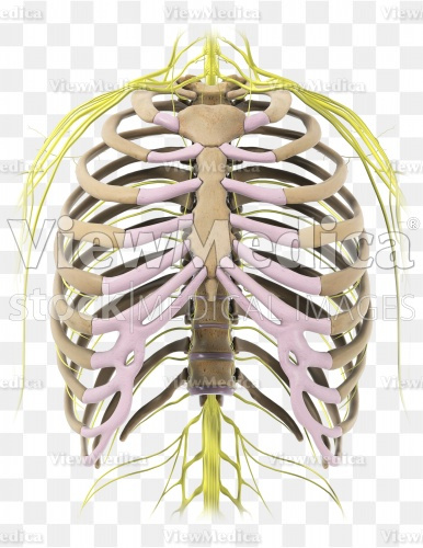 Rib Cage Diagram Thorax Anatomy