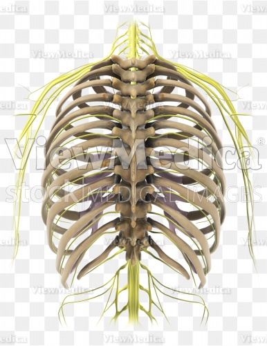 Thoracic Cage Posterior