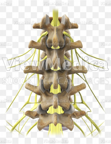Lumbar Spine Posterior View