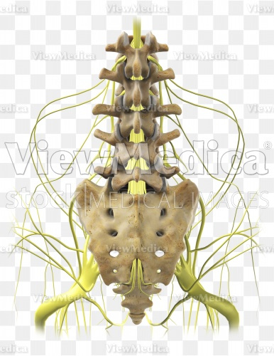 Lumbar Spine Posterior View