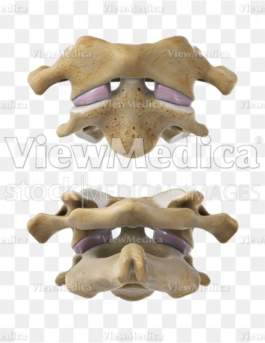 Cervical Vertebrae Atlas C1 Atlas Joint Neck Stock Illustrations