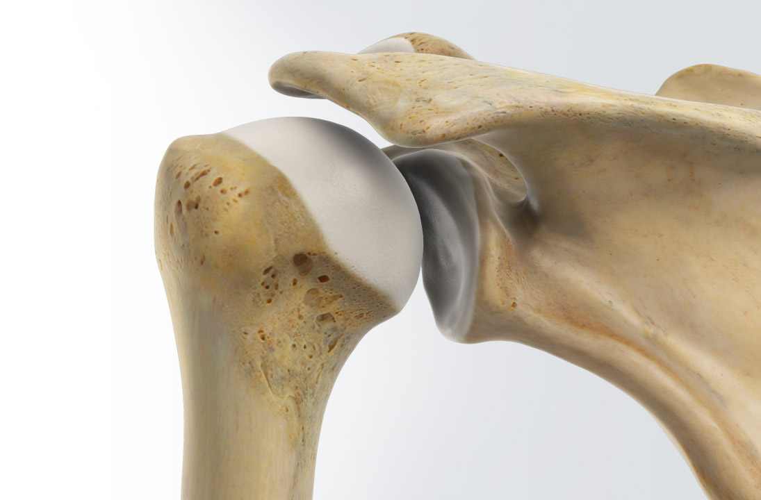 Ball And Socket Joint Animation